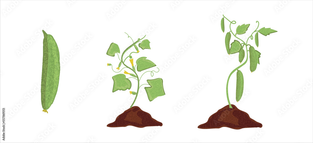 Cucumber, and cucumber sapling vector. Growth stages of cucumber plant ...