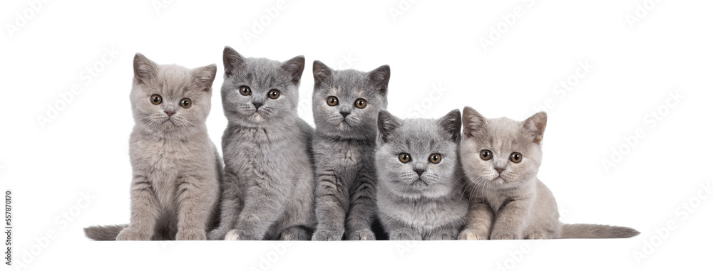 Row of five lilac and blue tortie British Shorthair cat kittens ...
