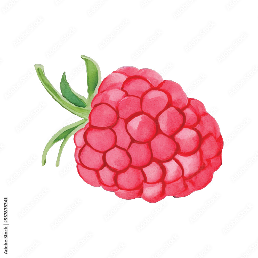 raspberry hand drawn with watercolor painting style illustration Stock ...