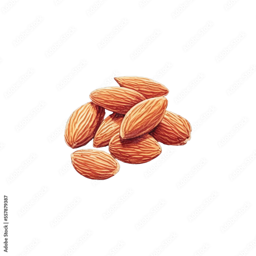 almond hand drawn with watercolor painting style illustration Stock ...