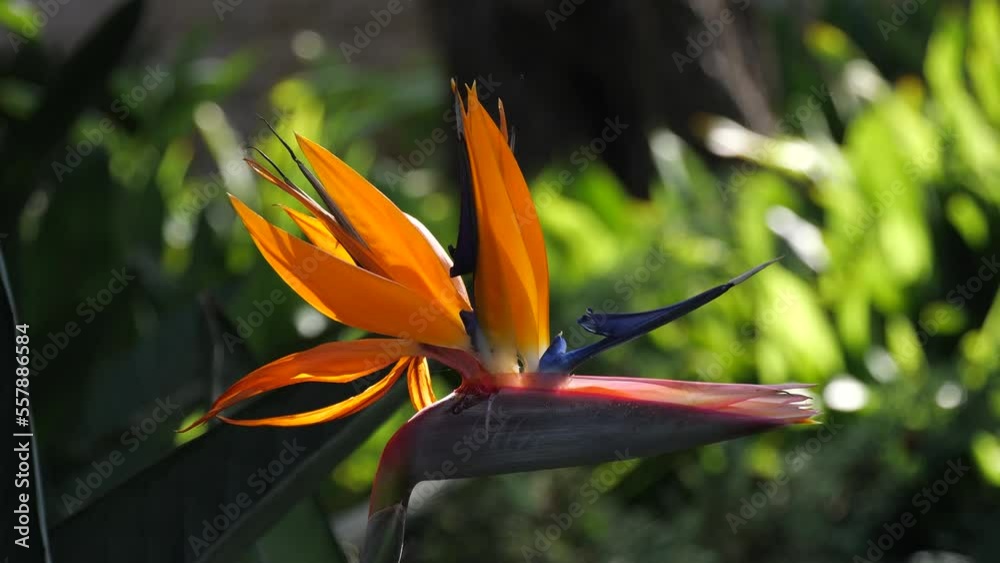 Crane flower (strelitzia reginae) also known as a bird of paradise ...