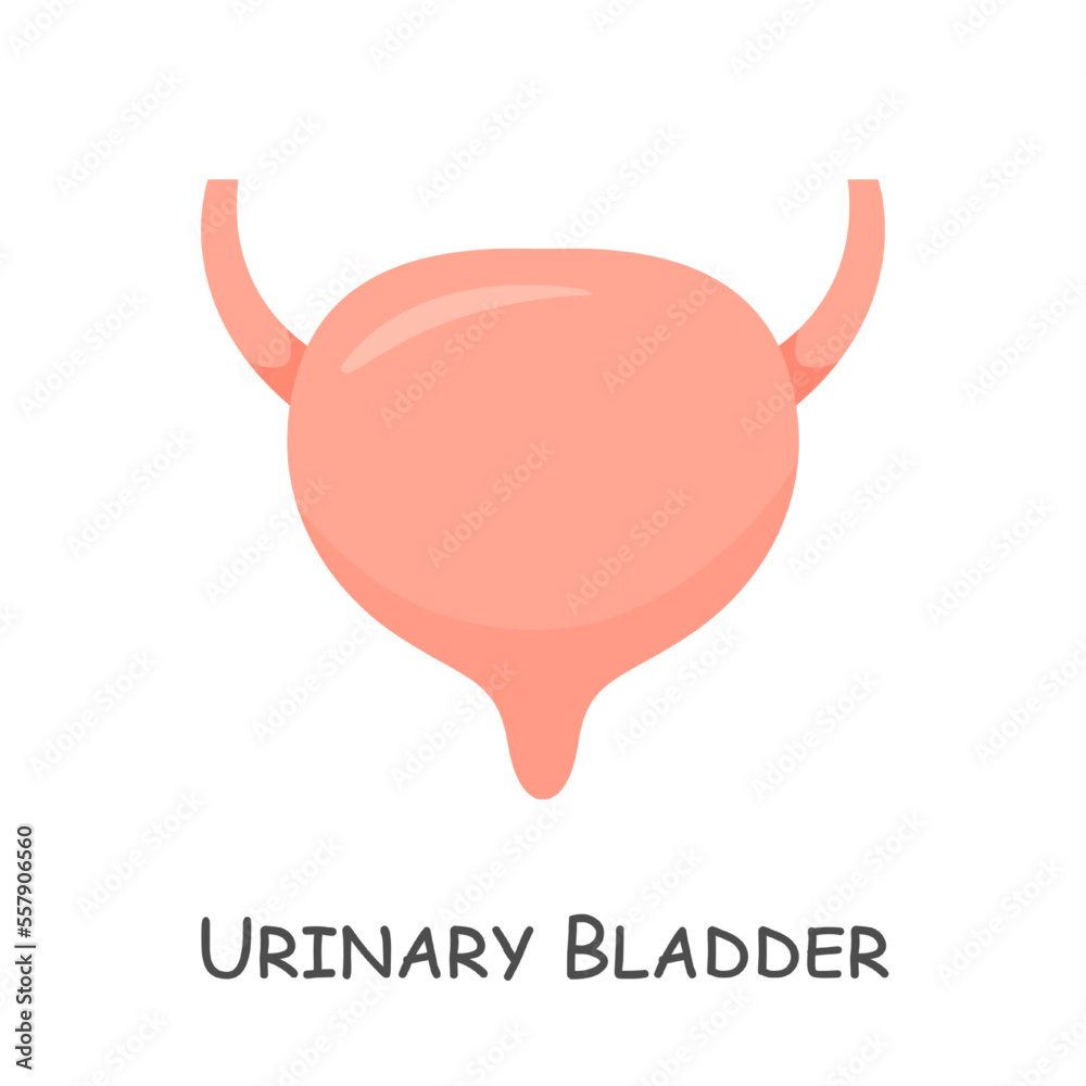 Plakát Urinary bladder of human . Cartoon design . Isolated . Vector ...