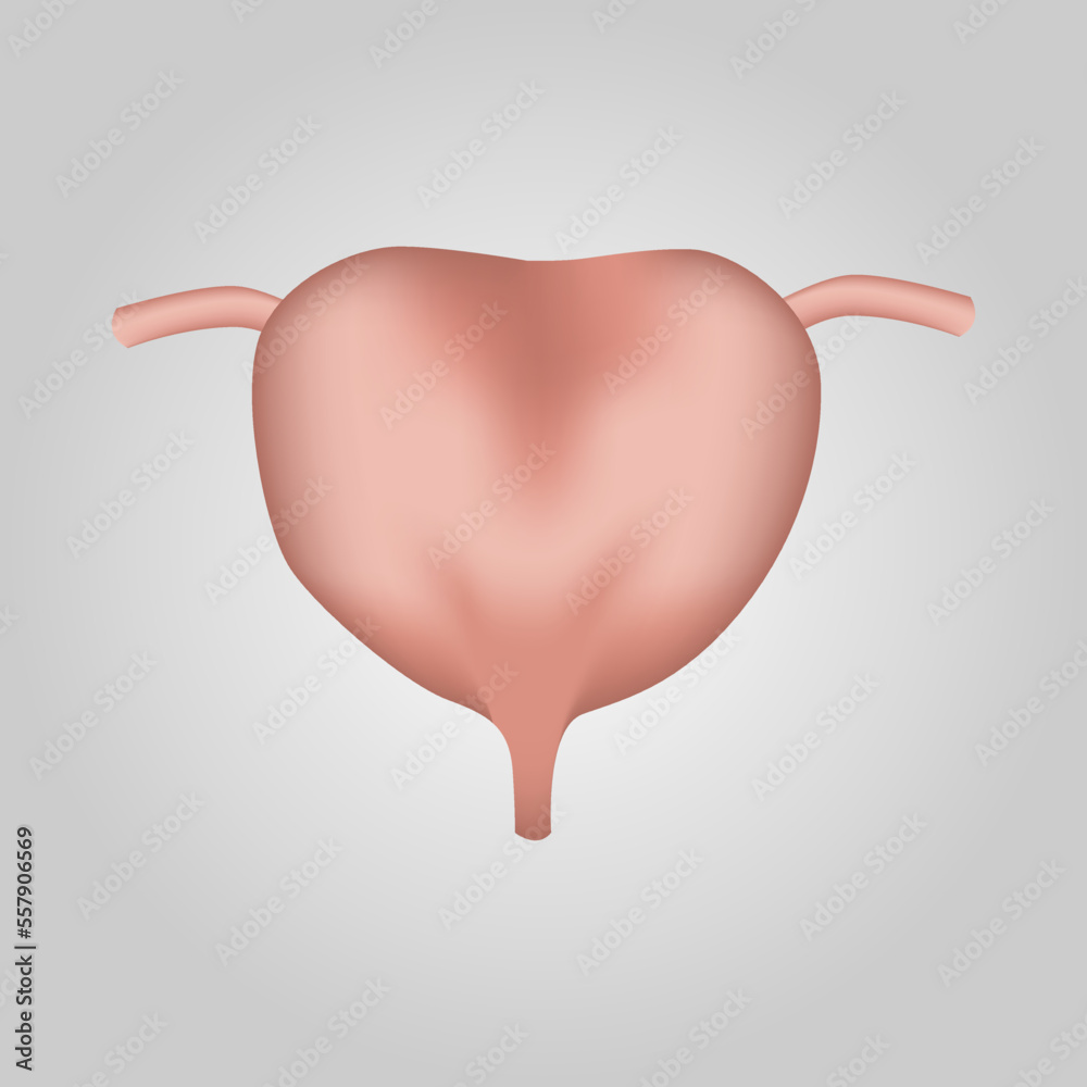 Urinary Bladder of human . Urological system . Realistic design ...