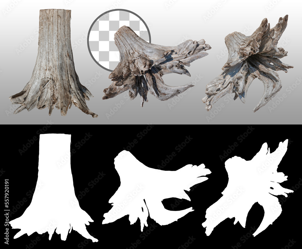 Cut out tree stump. Old tree stub isolated on transparent background via an alpha chanel. Dead ...