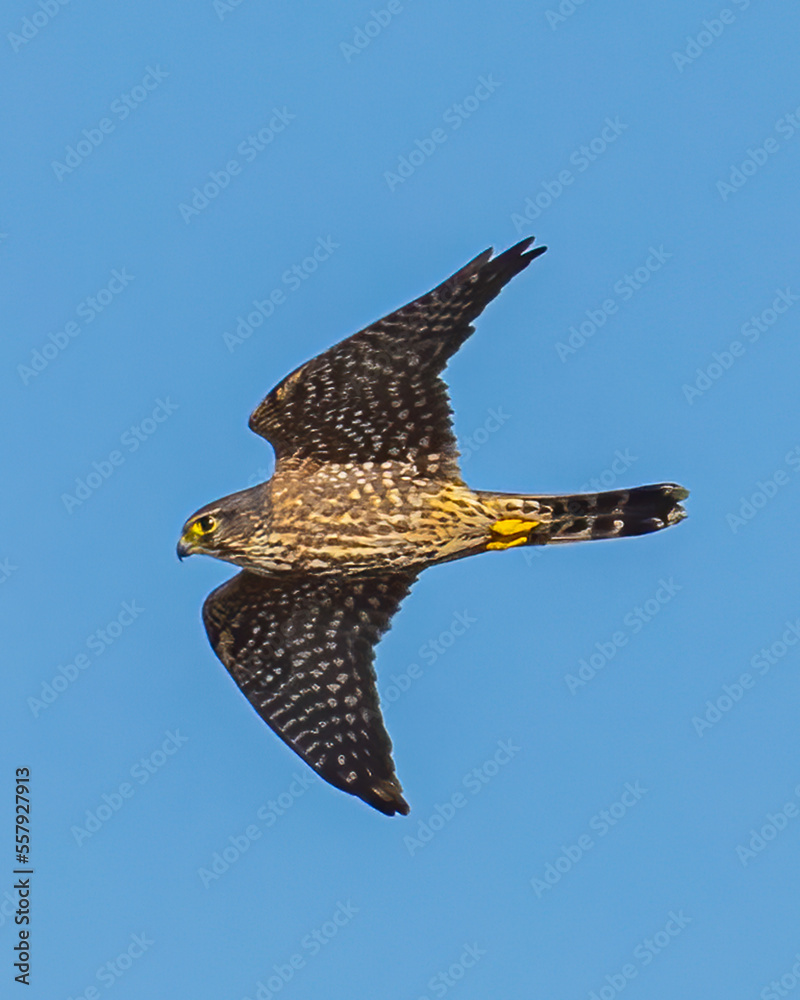 Merlin Raptor on a perch and in flight Stock Photo | Adobe Stock