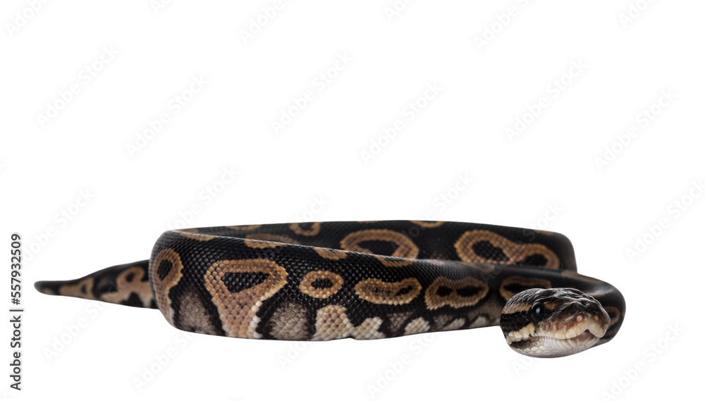 Baby female Ballpython aka Python regius moving towards lens, isolated ...