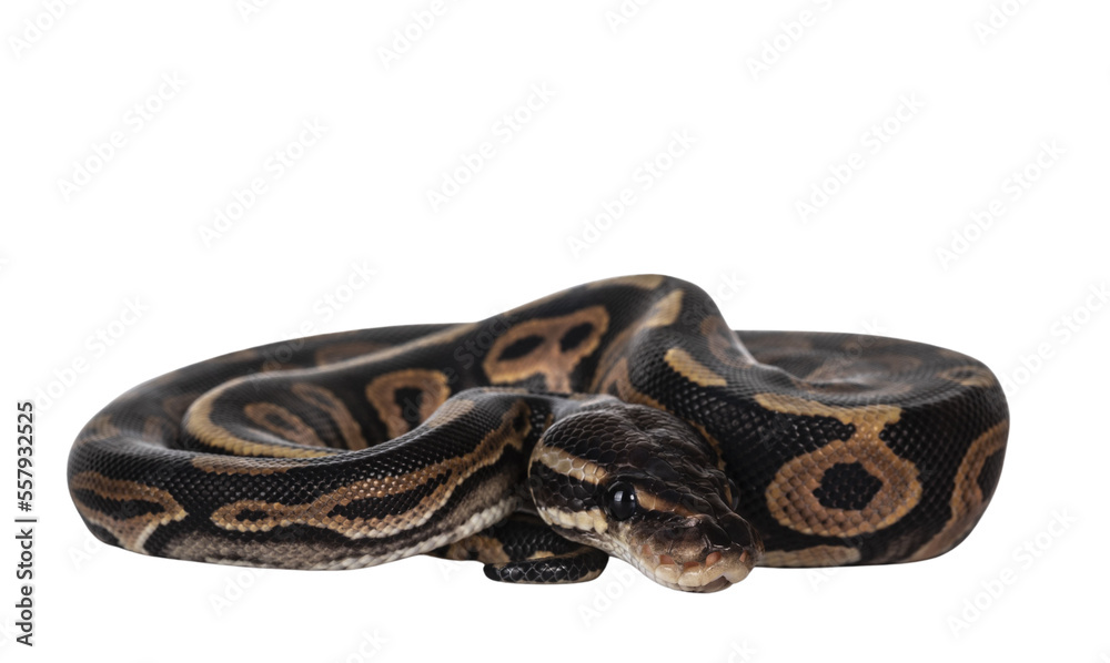 Baby female Ballpython aka Python regius curled up for hiding, isolated ...