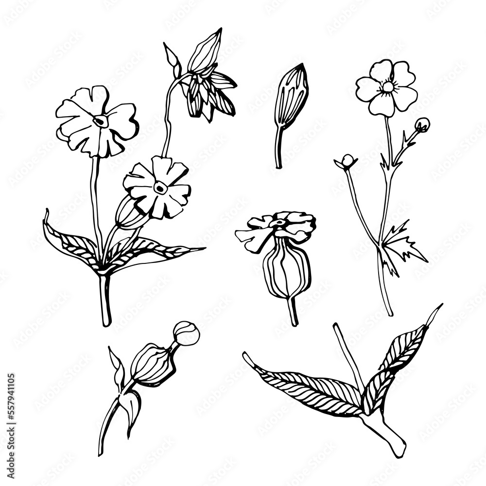 Vecteur Stock Flower sketch vector illustration. Set of floral bladder ...