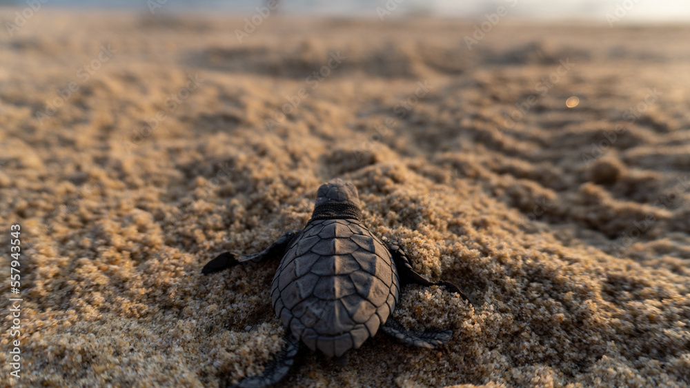 olive ridley sea turtle baby taking his first steps on a mexican beach ...