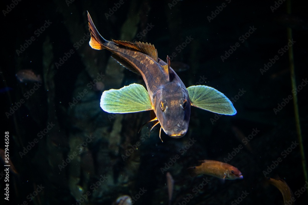 Exotisch anmutender, schöner Fisch mit flügelartigen farbigen Flossen ...