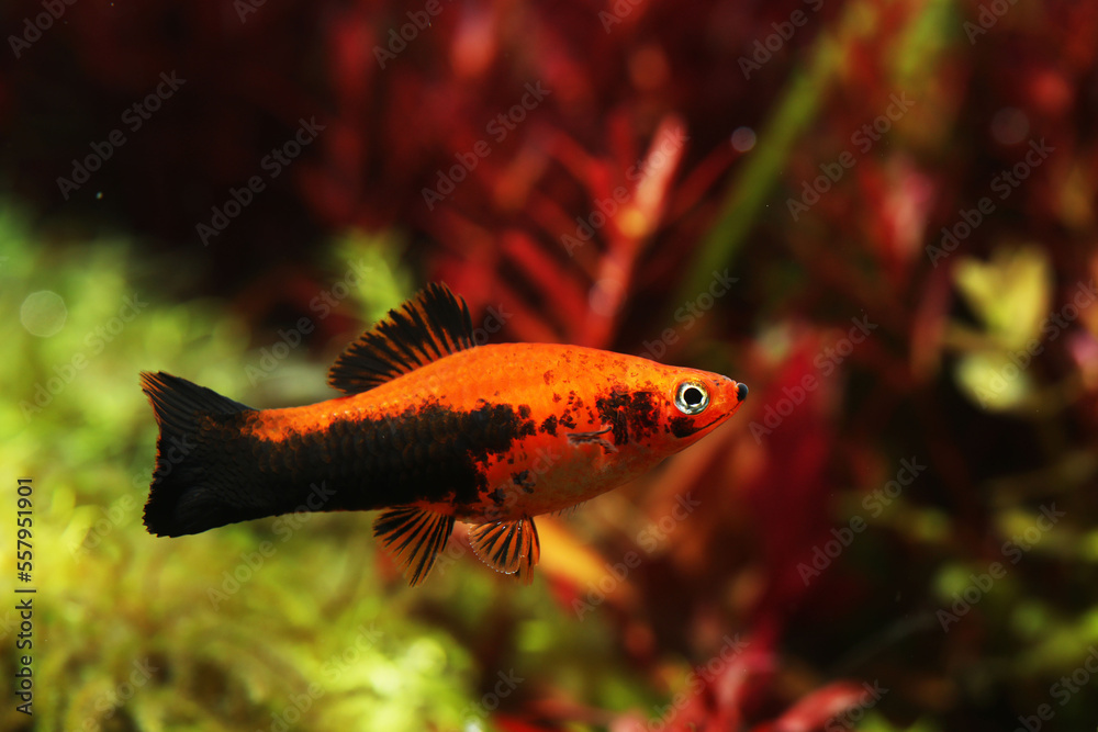 Red Tuxedo Swordtail (Xiphophorus helleri) swimming in aquatic plant ...