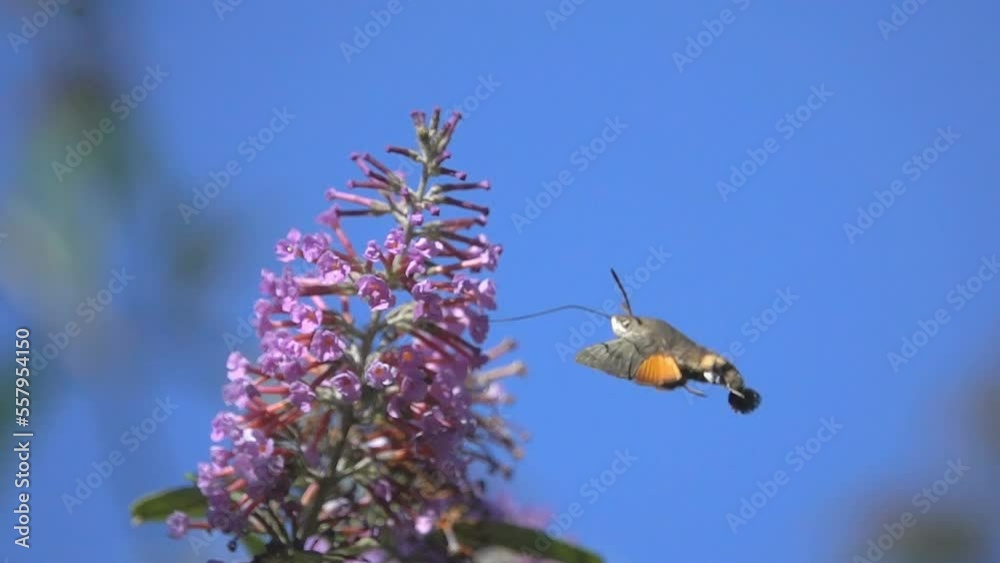 Butterfly Beautiful Sphinx Bumblebee, hummingbird hawk-moth on Flower ...