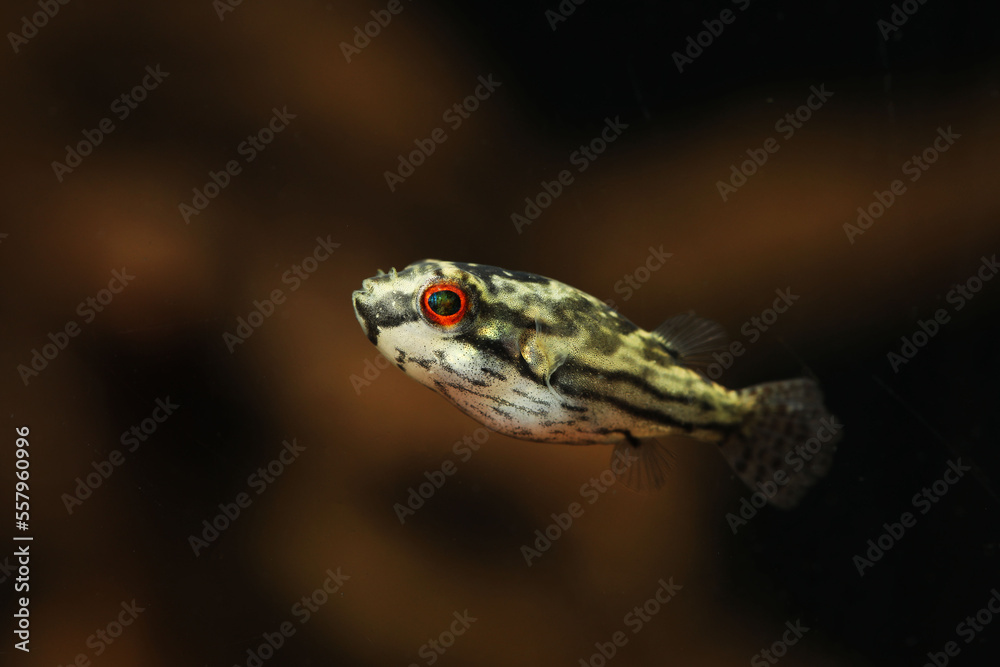 Red Eye Red Tailed Puffer (Carinotetraodon irrubesco) Stock Photo ...
