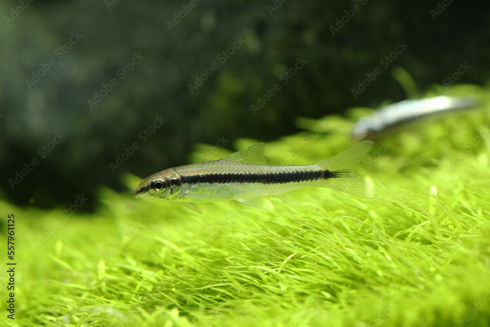 Siamese Algae Eater (Crossocheilus Oblongus) Stock Photo | Adobe Stock Siamese Algae Eater (Crossocheilus Oblongus) Stock Photo | Adobe Stock