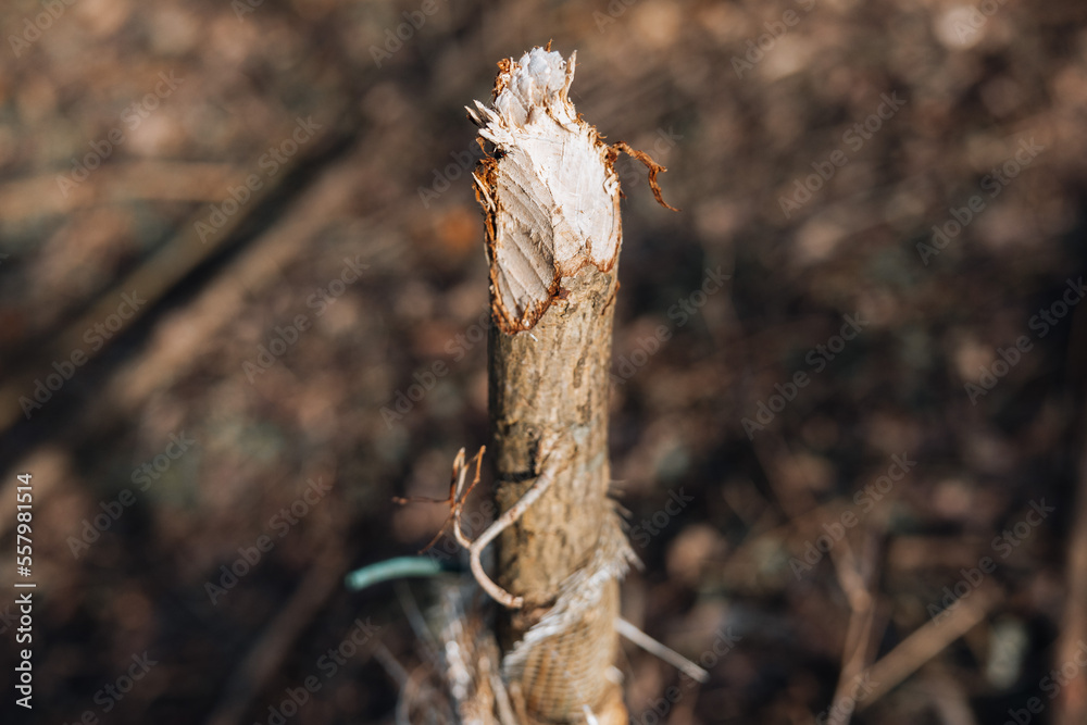 Beaver trees. Evidence of beaver's activity. Trees damaged by protected ...