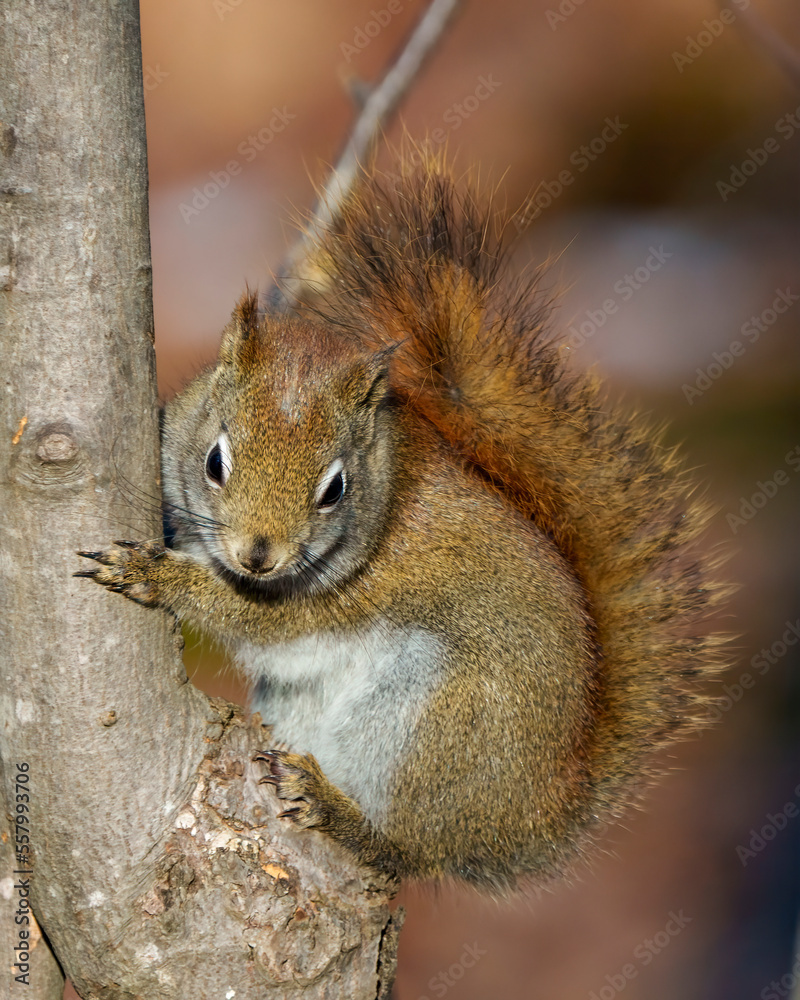 Squirrel Image and Photo. Close-up profile view in the forest standing ...