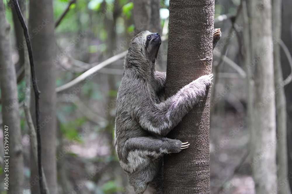 The three-toed or three-fingered sloths are arboreal neotropical ...