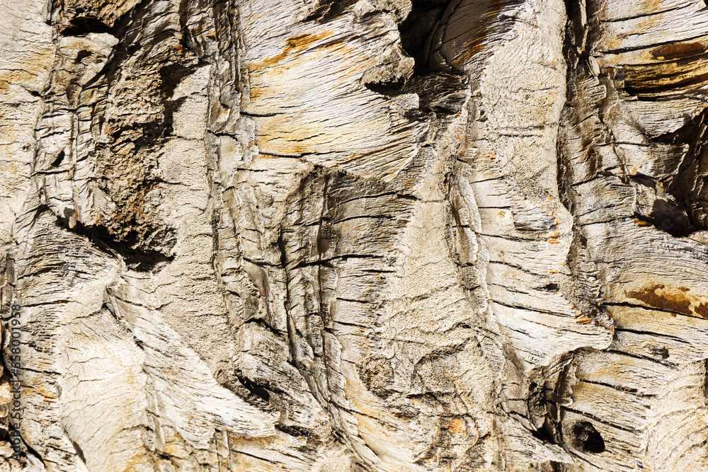 Palm Tree Bark Texture Seamless