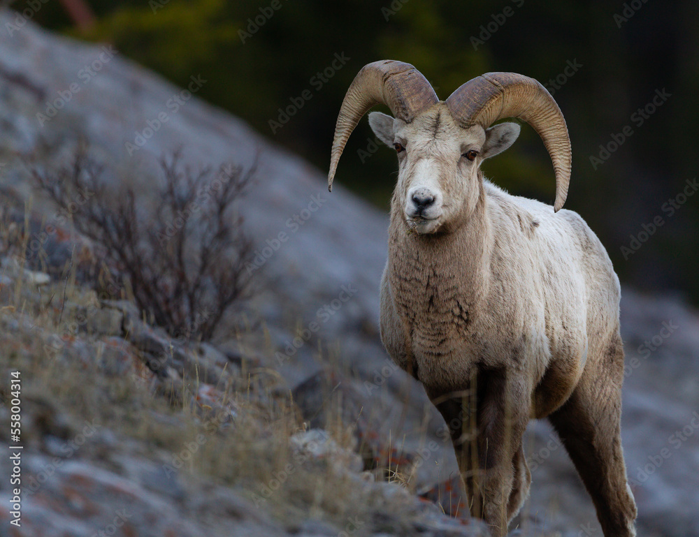 Majestic Big Horn Sheep on a Mountain Ledge The bighorn sheep (Ovis ...