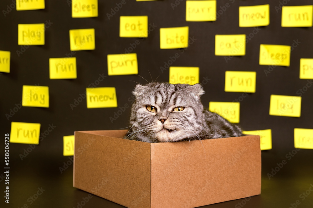 Angry cat. Cat in a box. Cat on a black background with yellow sheets ...