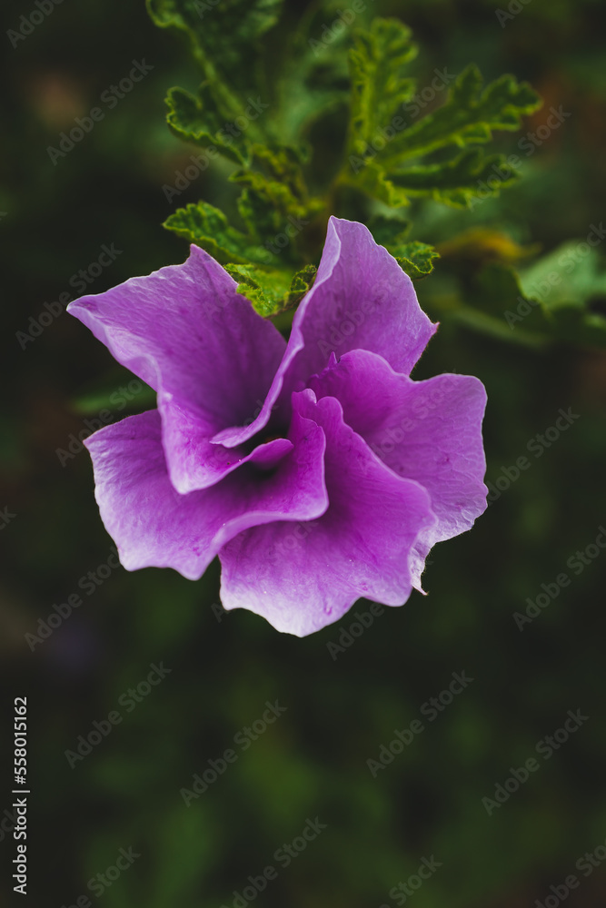 Australian native hibiscus Alyogyne huegelii with purple flowers ...