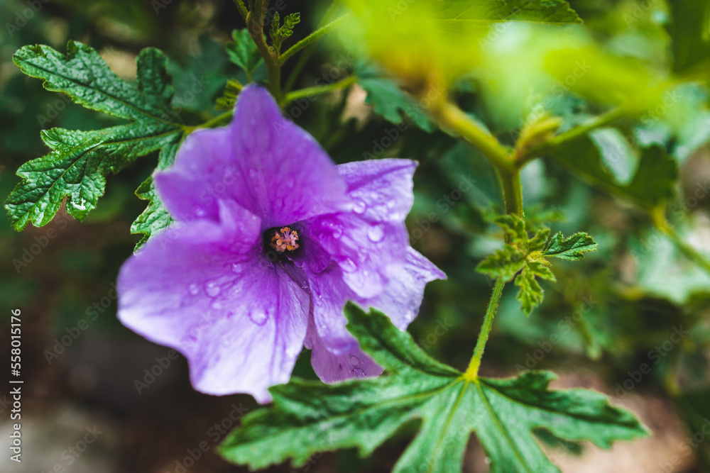 Australian native hibiscus Alyogyne huegelii with purple flowers ...
