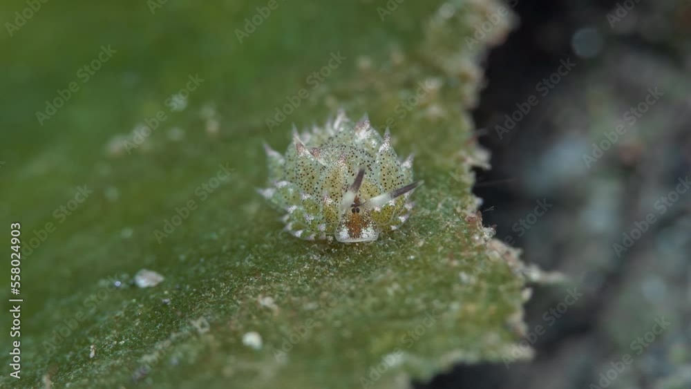 Leaf Sheep (Costasiella kuroshimae) 7 mm. Found on Avrainvillea sp ...