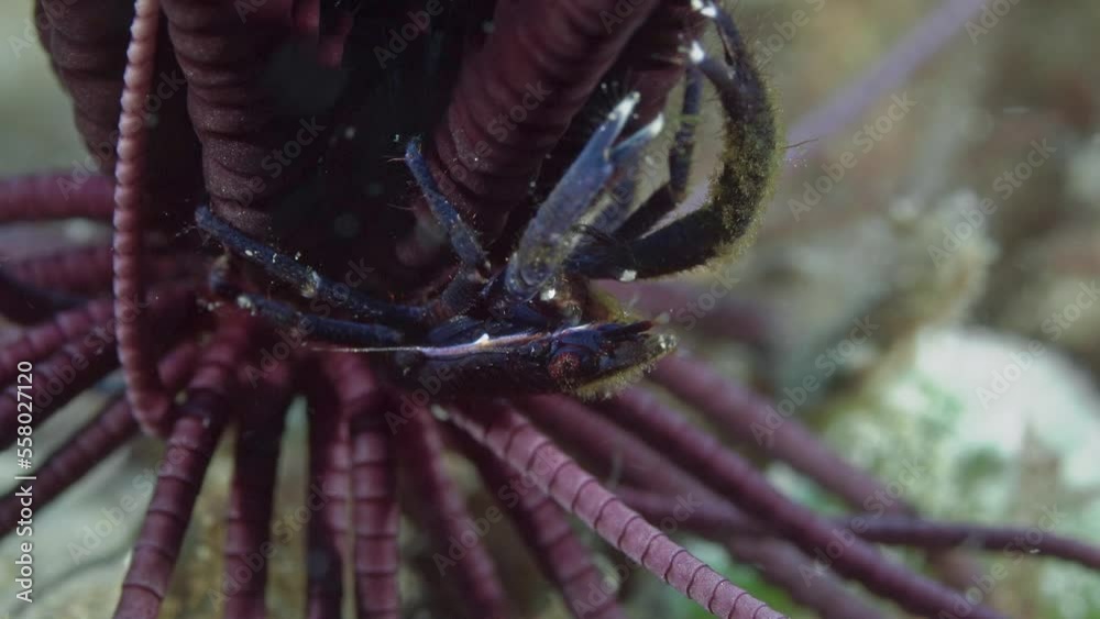 Close-up of a black crab sitting on a sea lily. Algae grow on its claws ...