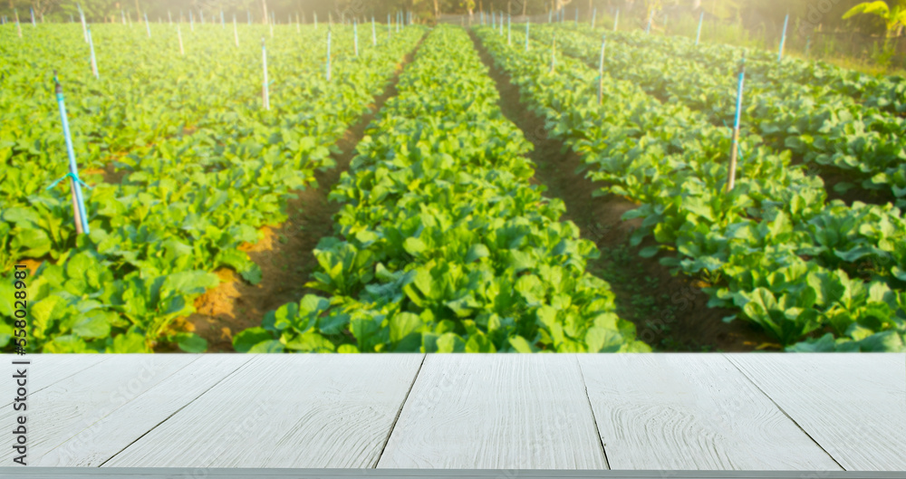 ฺBeautiful wooden floor and green farm vegetable garden background ...