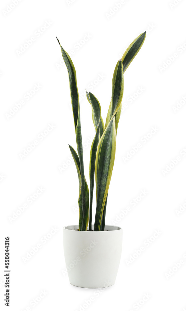 Snake plant in pot on white background Stock Photo | Adobe Stock