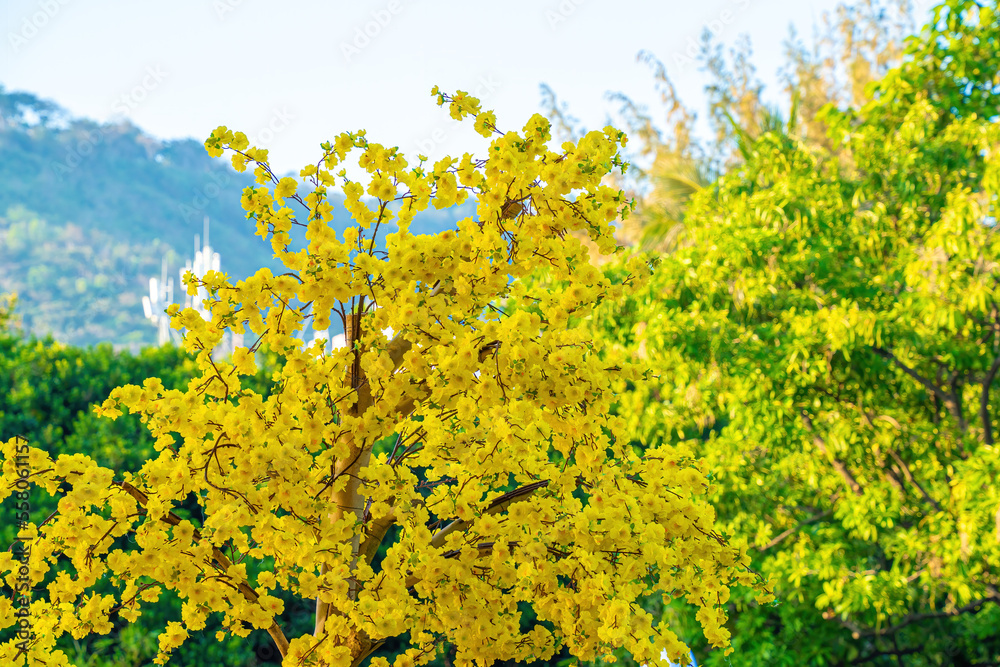 Ochna integerrima, Hoa Mai tree with lucky money. Traditional culture ...