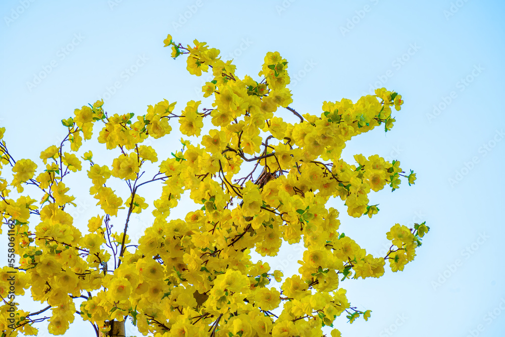 Ochna integerrima, Hoa Mai tree with lucky money. Traditional culture ...