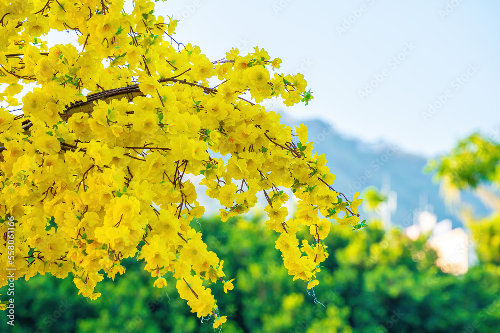 Ochna integerrima, Hoa Mai tree with lucky money. Traditional culture ...