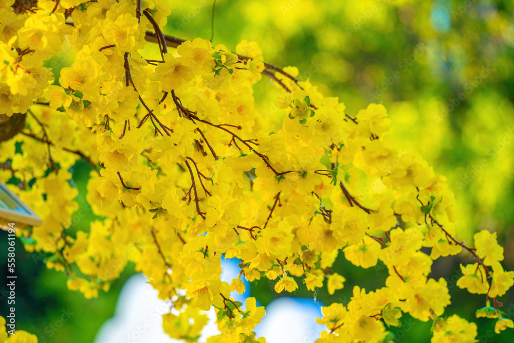 Ochna integerrima, Hoa Mai tree with lucky money. Traditional culture ...