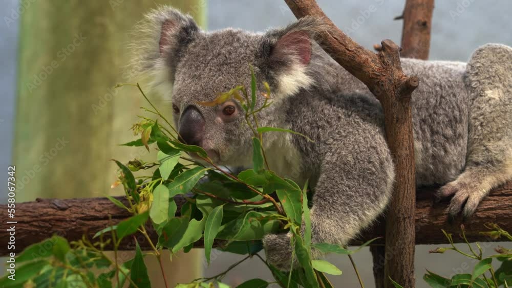 A fluffy herbivorous female koala, phascolarctos cinereus grabbing with ...