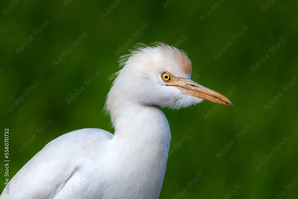beautiful pictures of cattle egret , The cattle egret is a cosmopolitan ...