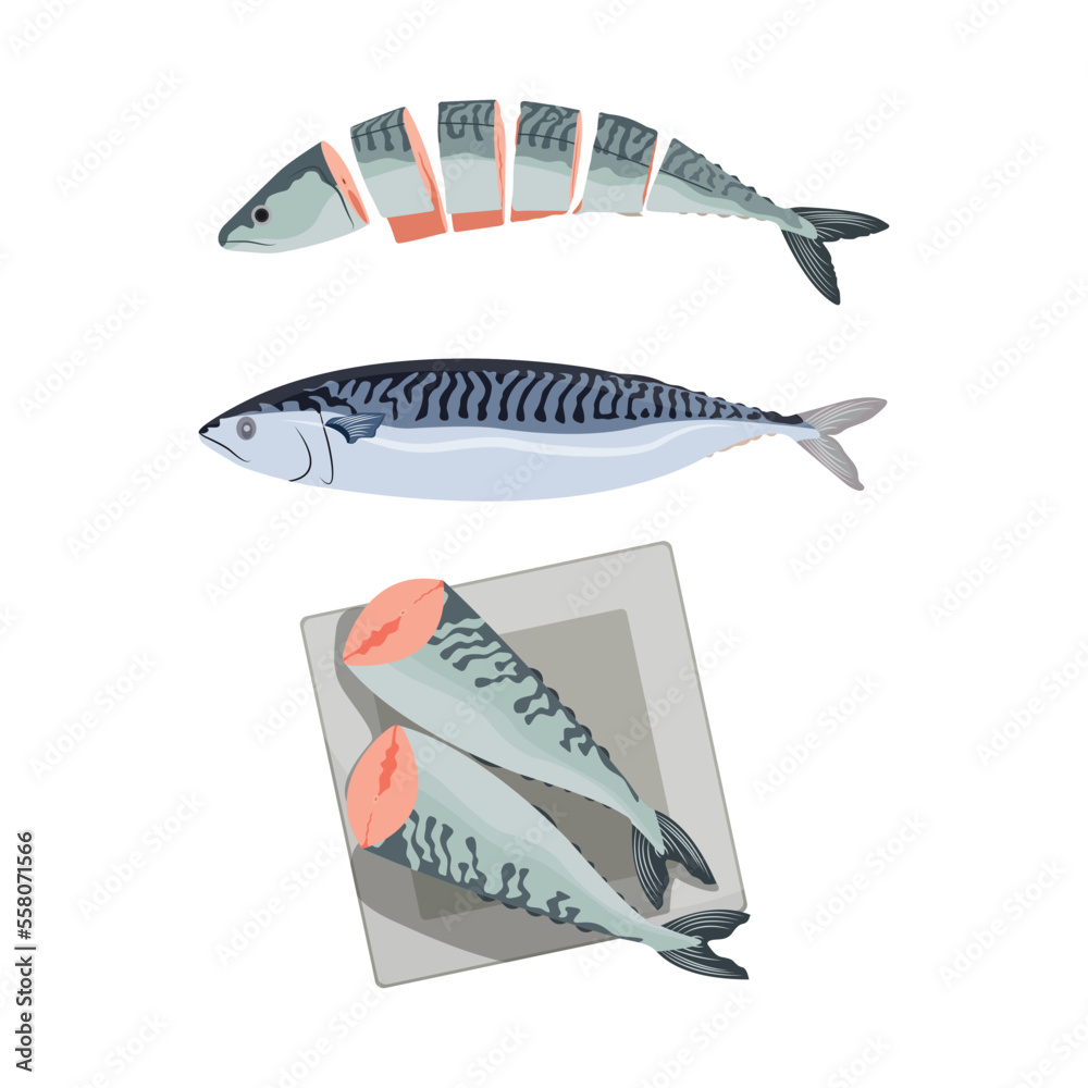 Mackerel fish vector isolated on white background. Fresh fish vector ...