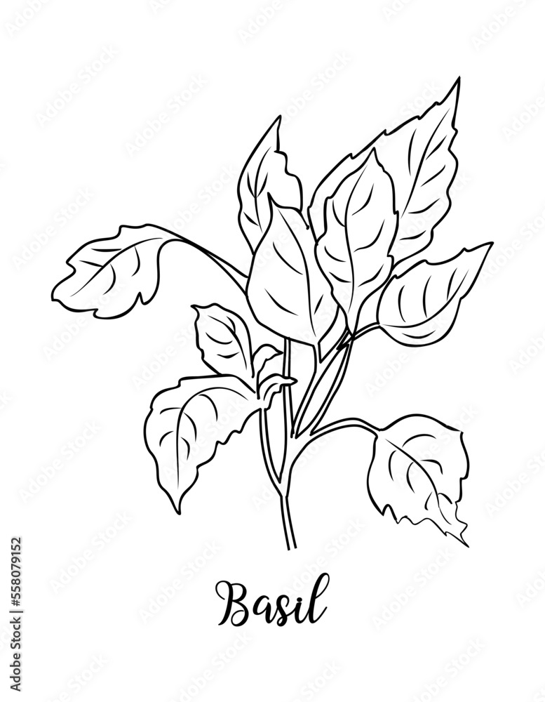 Black and white vector illustration of basil leaves isolated on white ...