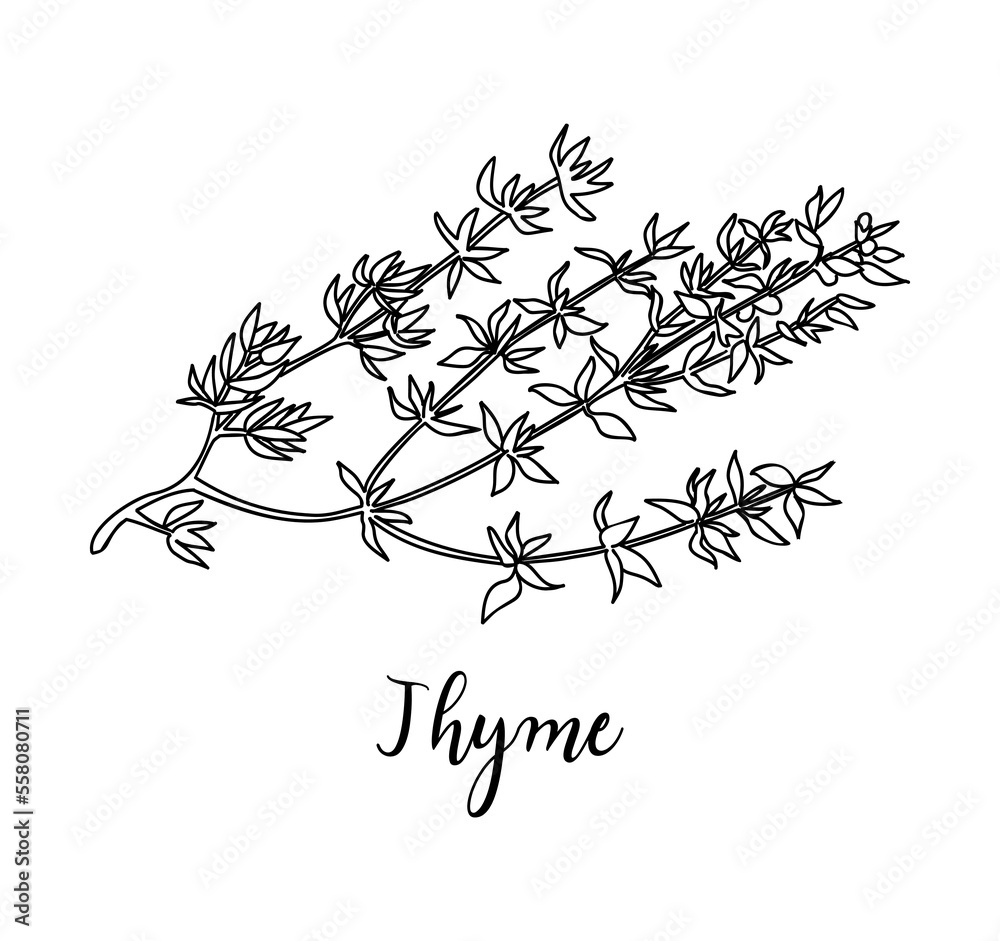 Black and white vector illustration of thyme leaves isolated on white background. Kitchen herbs ...