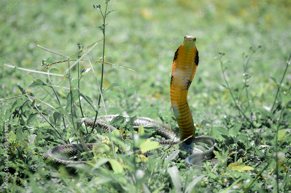 The King Cobra, also known as the Ular Tedung Selar, Ngu Chong-ang, is ...