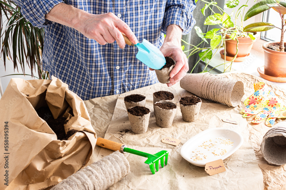 The process of planting sweet pepper seeds in peat eco friendly forms ...