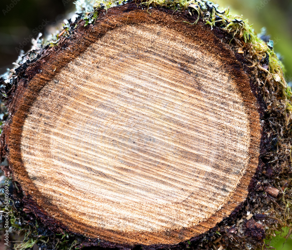 Close-up texture photography of wood. Cut tree trunk.Annual rings on a ...