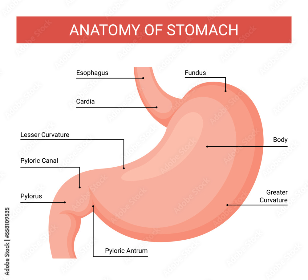 Human stomach anatomy infographics Stock Vector | Adobe Stock