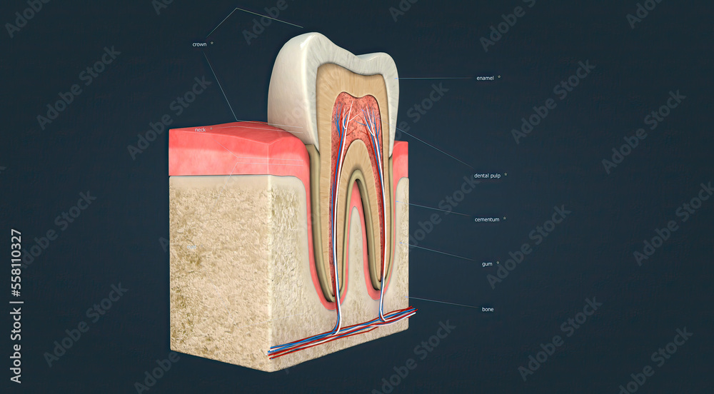 Anatomy of the tooth and gums and the supporting structures surrounding ...