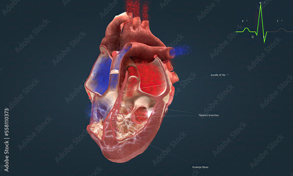 Cardiac Conduction The heart conduction system is the network of nodes ...