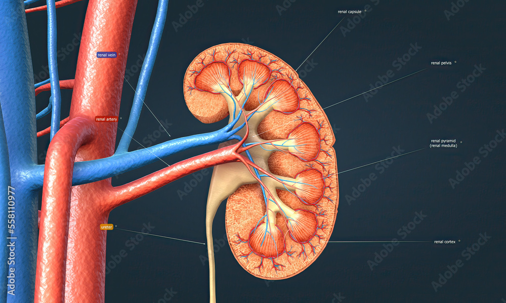 Function of the renal artery and renal vein in the kidney Stock ...