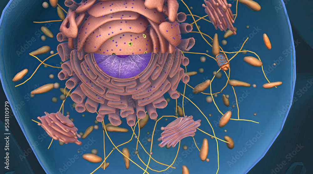 Cell Structure and Functions, Cell Organelles Stock Illustration ...