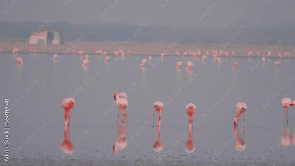 flamingos in the lake. Zoom in shot of flocks of flamingo birds at ...