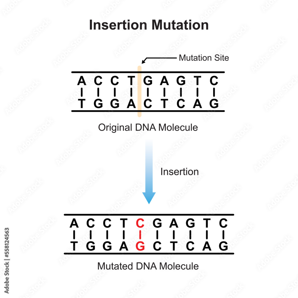 Insertion Mutation