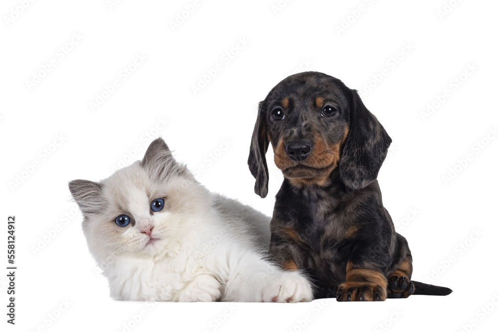 Cute Ragdoll cat kitten and Dachshund aka teckel dog pup, sitting and ...